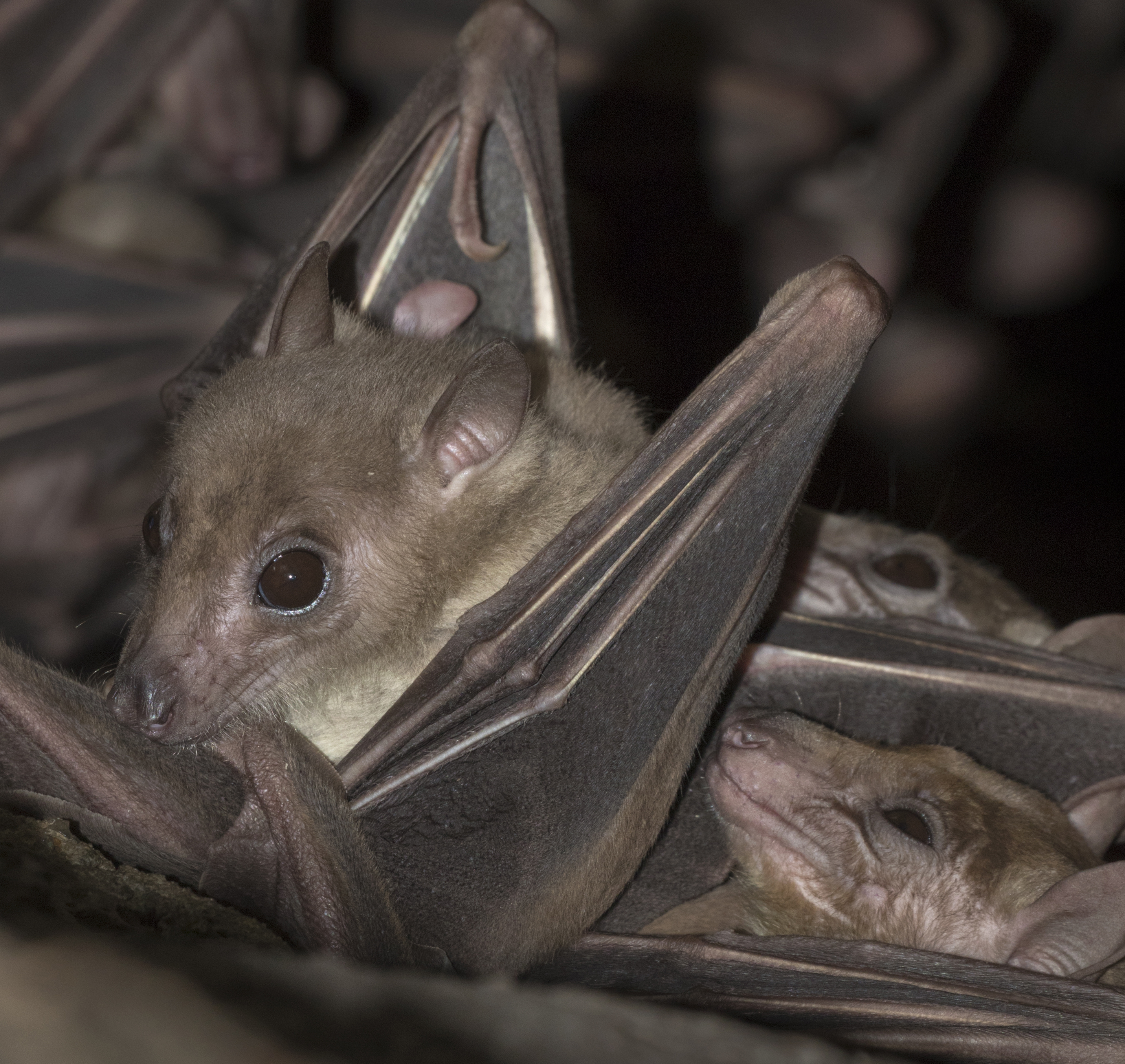 Nipah virus: transmission, outbreaks, and why WASH + IPC matter - Aquatabs